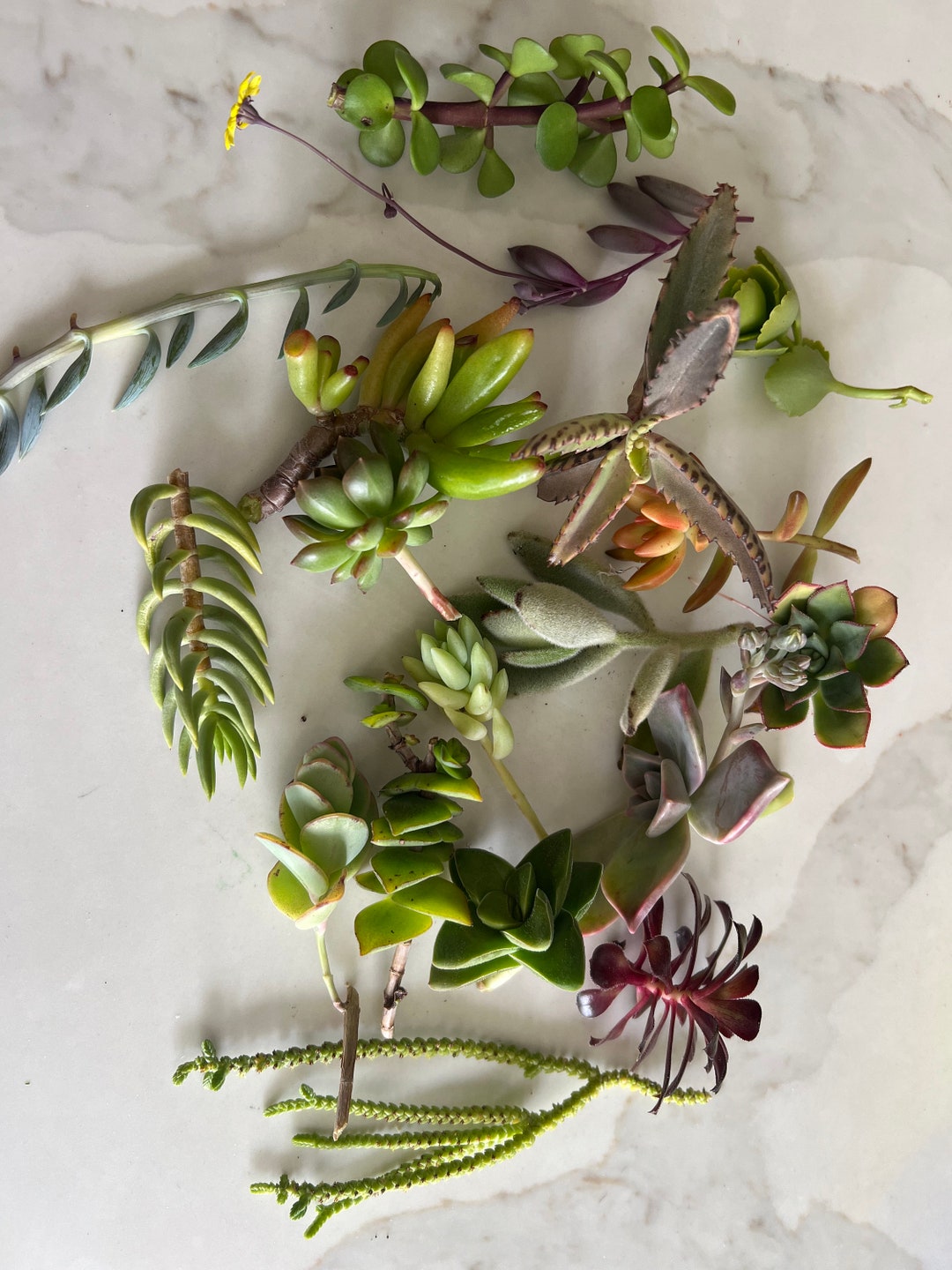 18 Succulent Cuttings - Etsy