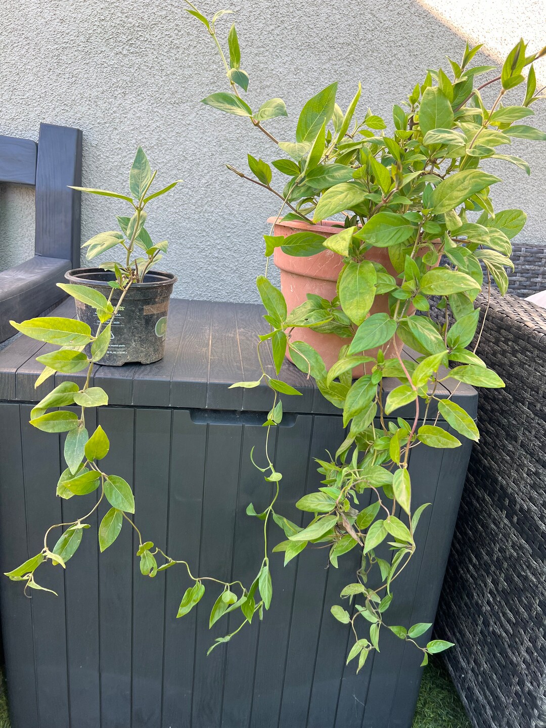 Large Organic Cheese Plant/skunk Vine Plant - Etsy