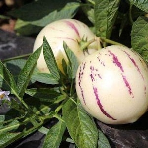 1 Organic Pepino Melon Fruit Tree Live Plants - Etsy