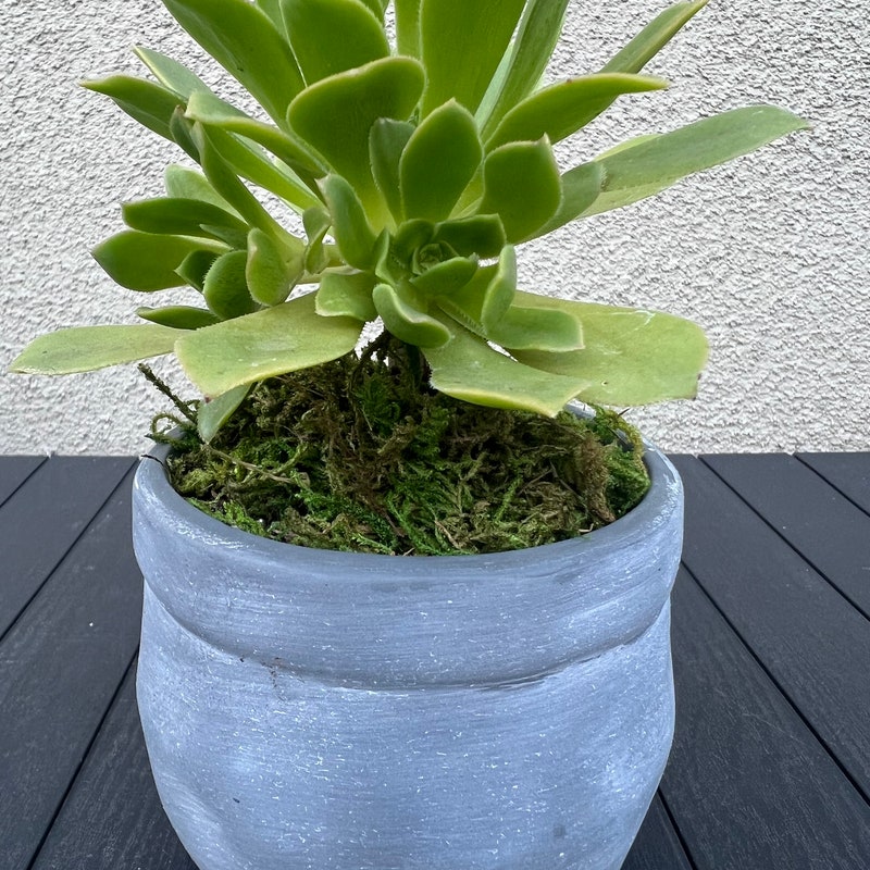 Irish Planter - Etsy