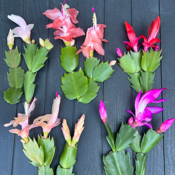 Cactus Cutting - Etsy