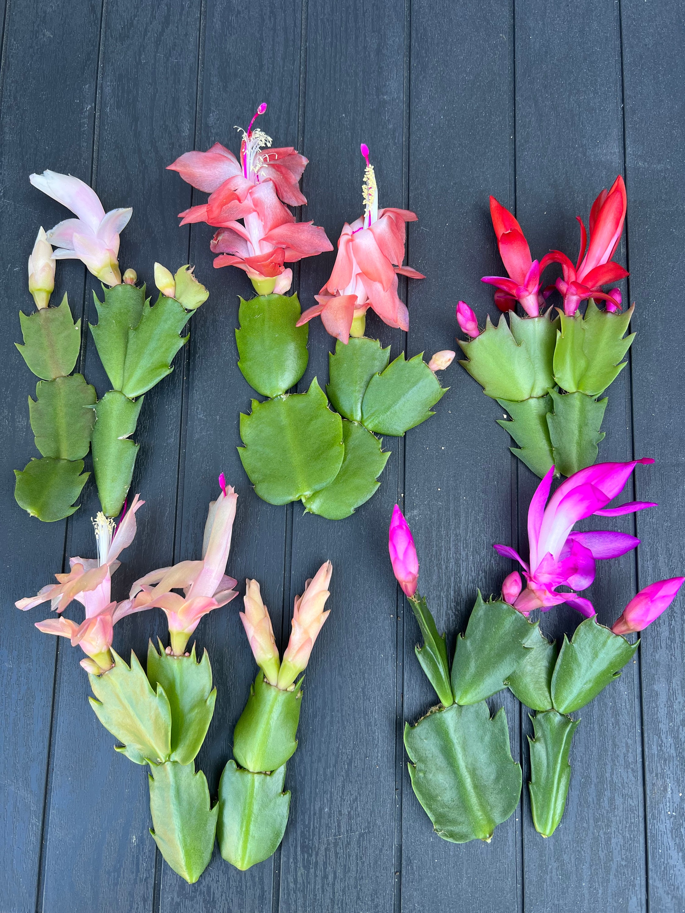 10 Mix Colors of Thanksgiving Cactus Cuttings for Propagation - Etsy