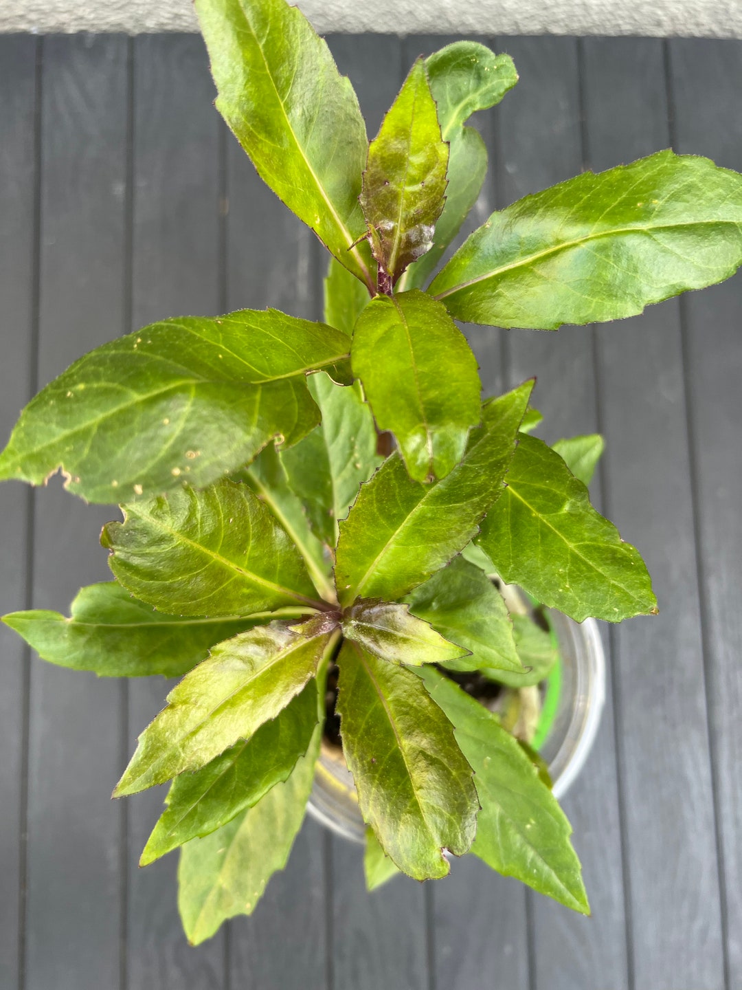 2 Live Organic Longevity Spinach Plants - Etsy