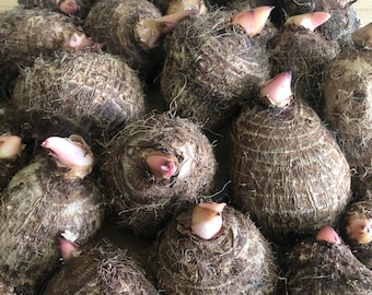 Japanese Taro Root - Etsy