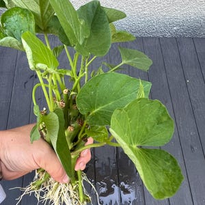12 Organic Naruto-kintoki Japanese Yellow Flesh Sweet Potato Plant ...