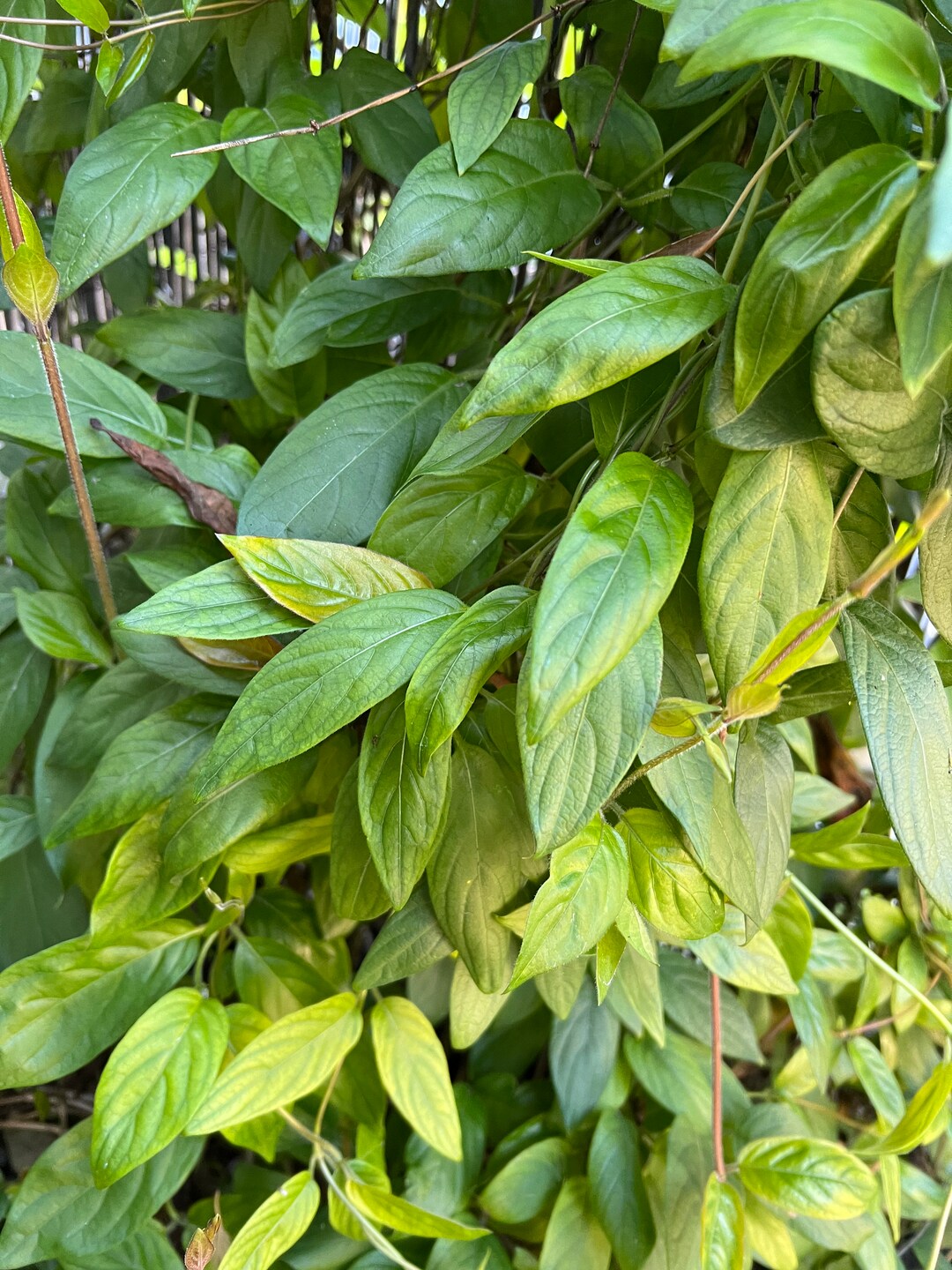 Organic Paederia Foetida/ Skunk Vine/ 乌芹藤 Leaves - Etsy