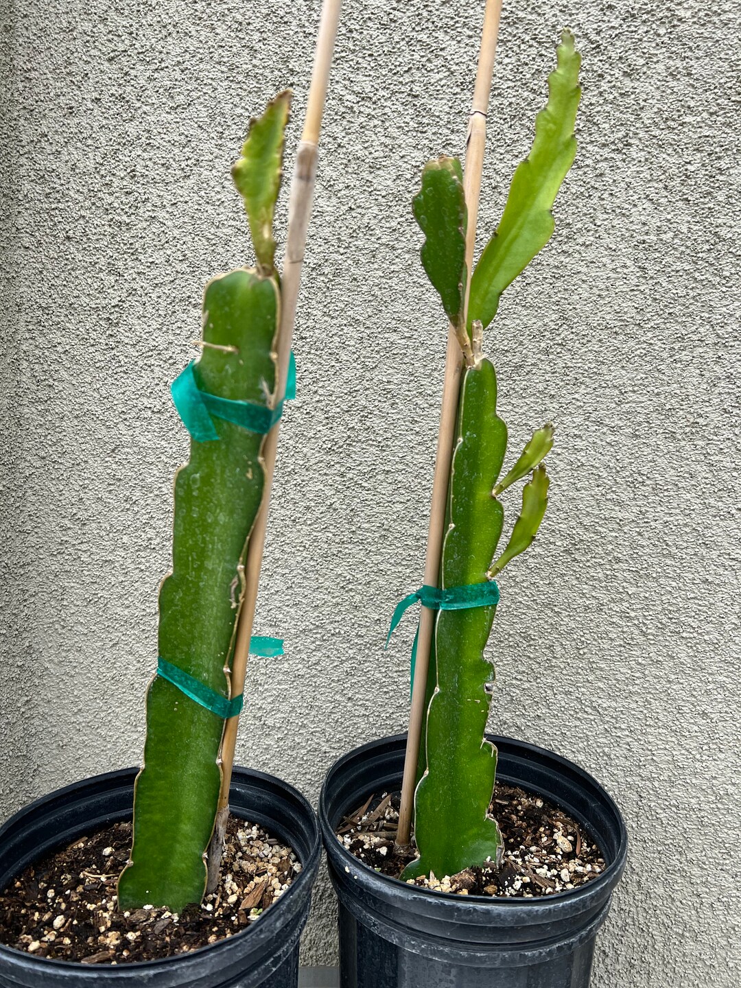 Red Dragon Fruit Plant/红肉火龙果 - Etsy