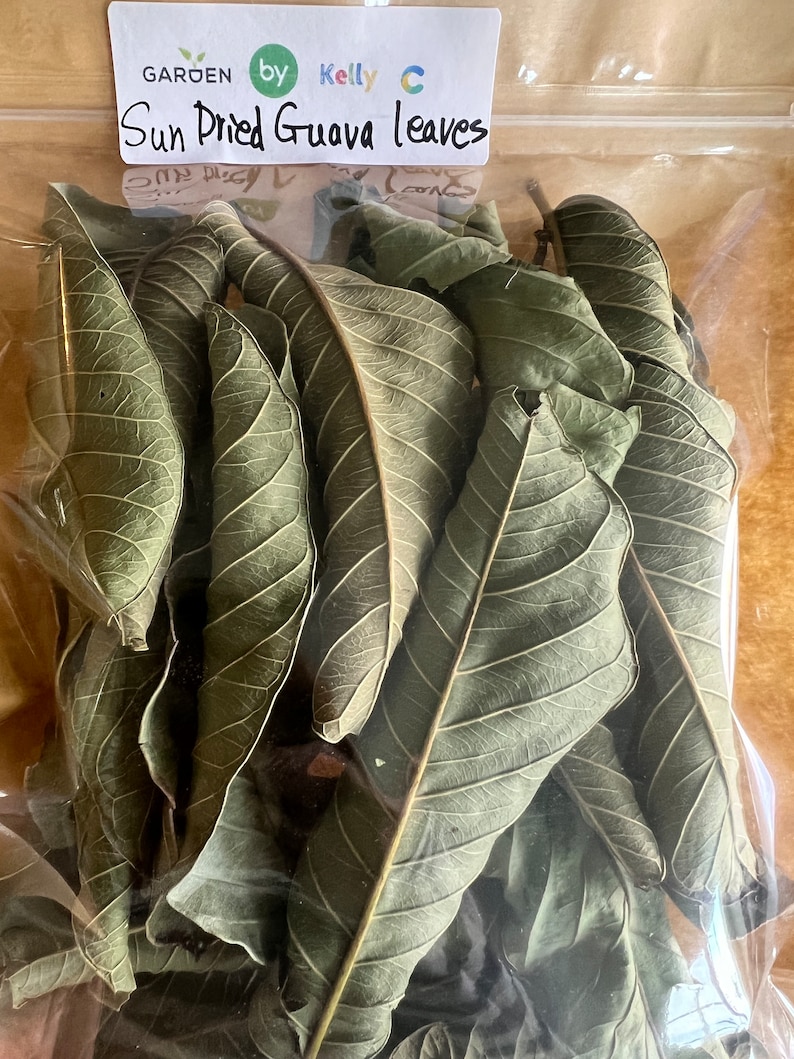 100 Sun Dried Guava Leaves - Etsy