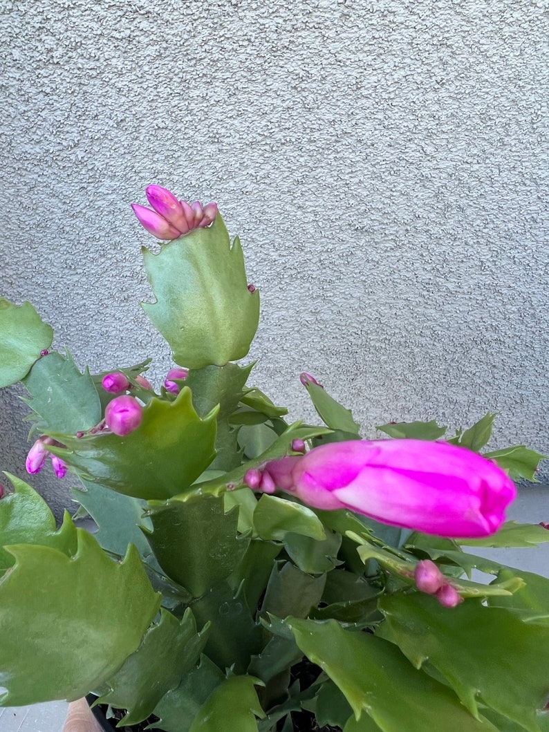 8 Mix Colors of Thanksgiving Cactus Cuttings for Propagation - Etsy