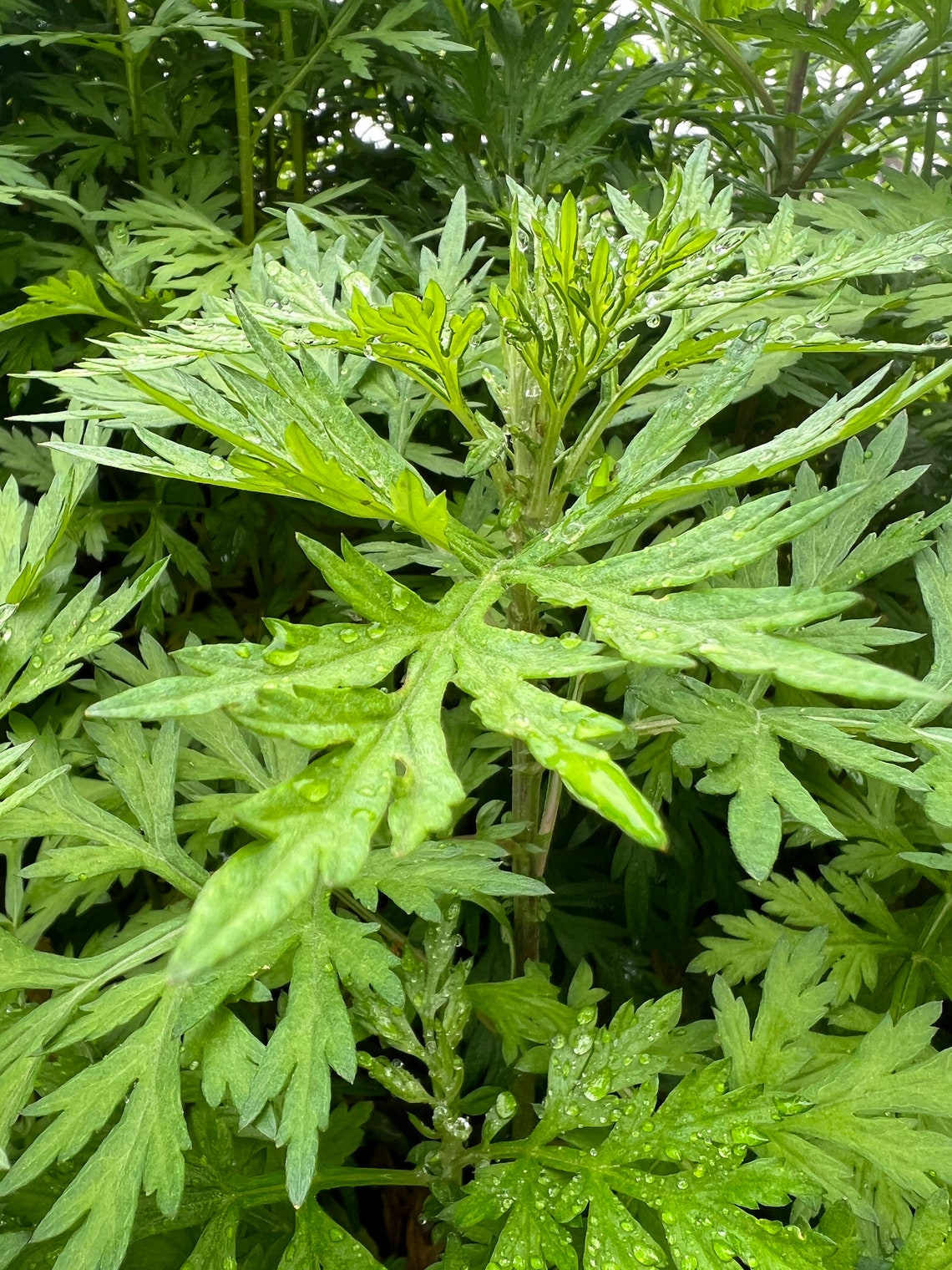 6 Fresh Asiatic Wormwood Cuttings( Non Rooted)/mugwood/艾草 - Etsy