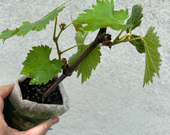Live Well Rooted Organic Purple Kyoho Grape Starter Plant/巨峰葡萄苗 - Etsy
