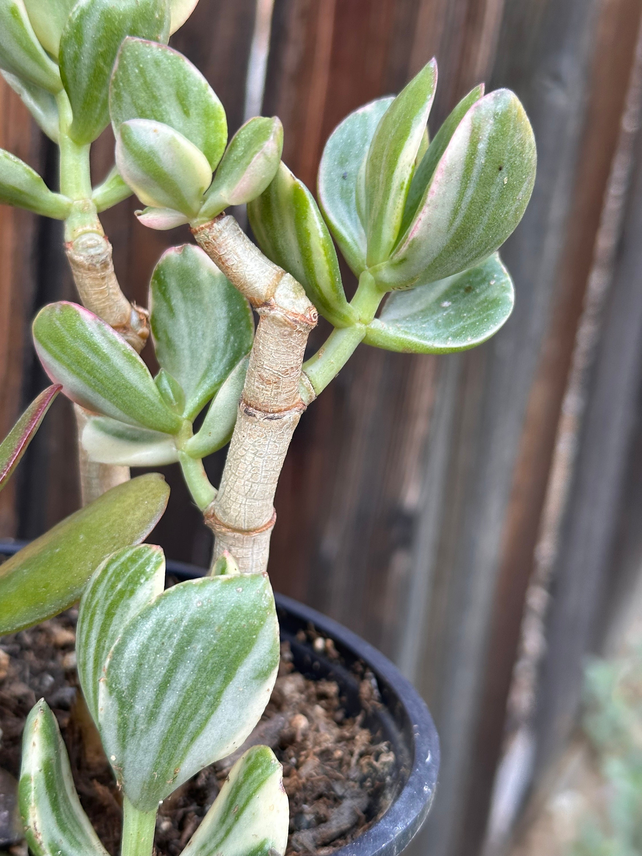 Variegated Jade Plant Crassula Ovata Variegata 1 ROOTED CUTTING - Etsy