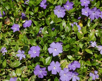 100 Vinca Minor Vine Periwinkle Creeping Myrtle Ground Cover Bare Root ...