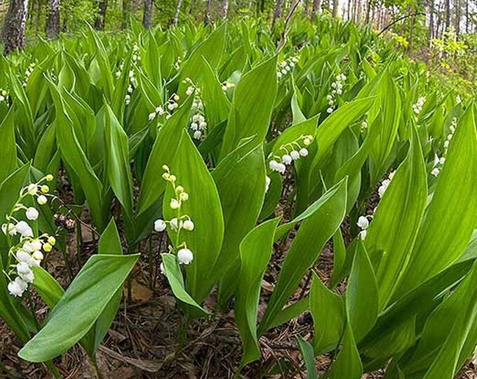 15 Lily of the Valley Plants Pips for Planting Shade Loving Free ...
