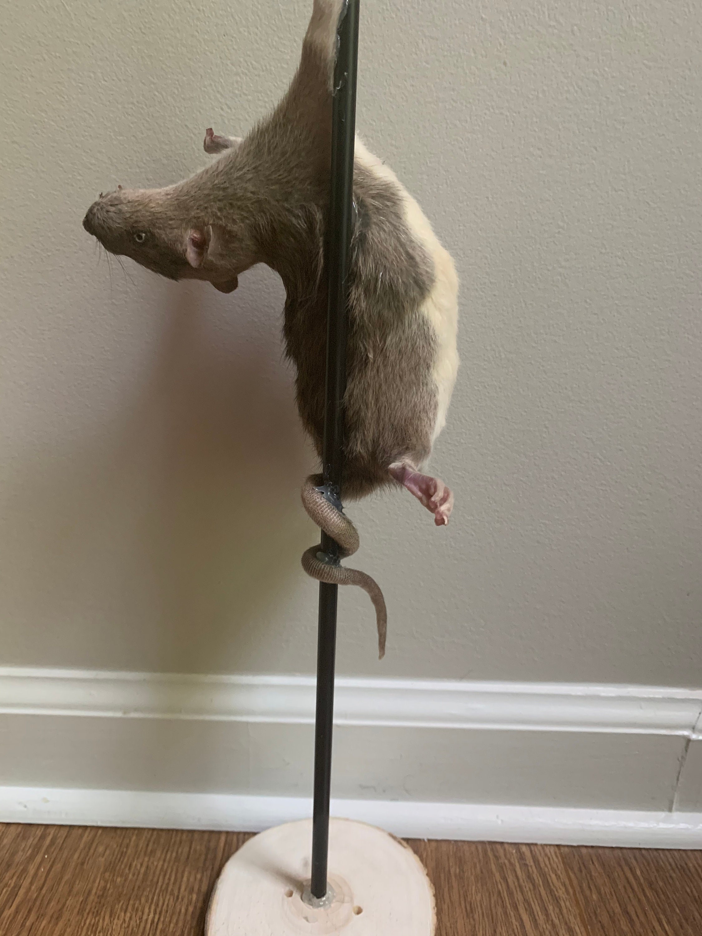 Stripper rat large | Etsy
