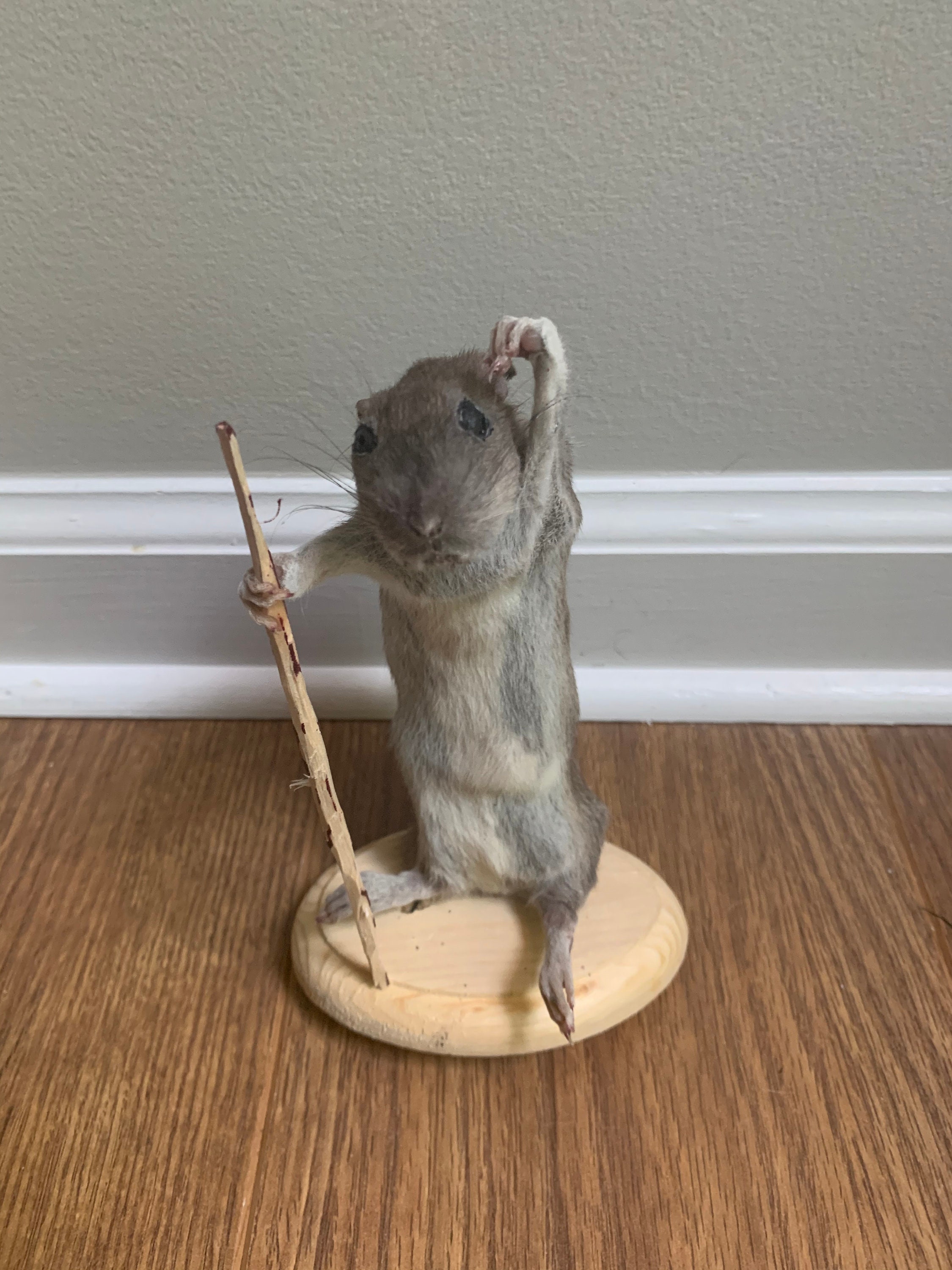 Taxidermy rat | Etsy