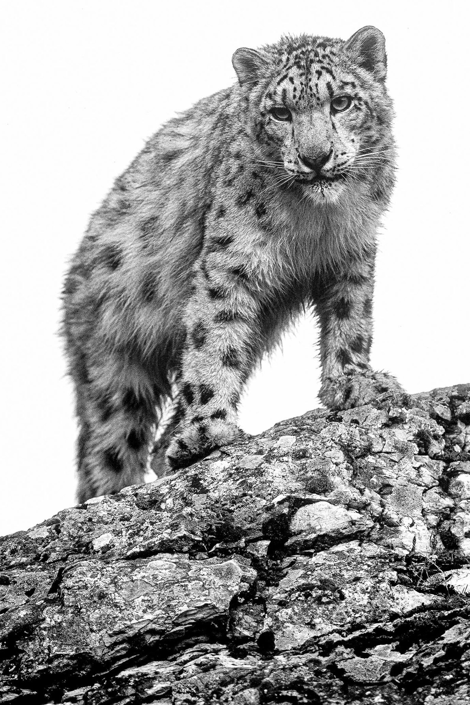 Snow Leopard, Ghost Cat of the Himalayas. Black and White Wildlife ...