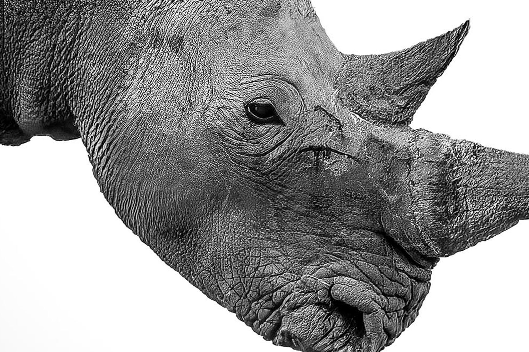 White Rhino Profile Portrait South Western Africa. Black and - Etsy UK