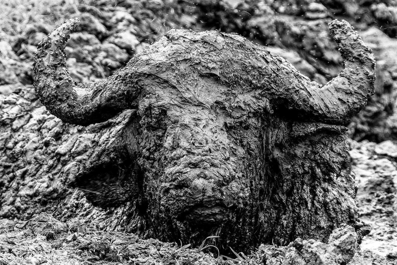 Glorious Mud! Cape Buffalo in a Mud Wallow, East Africa. Black and ...