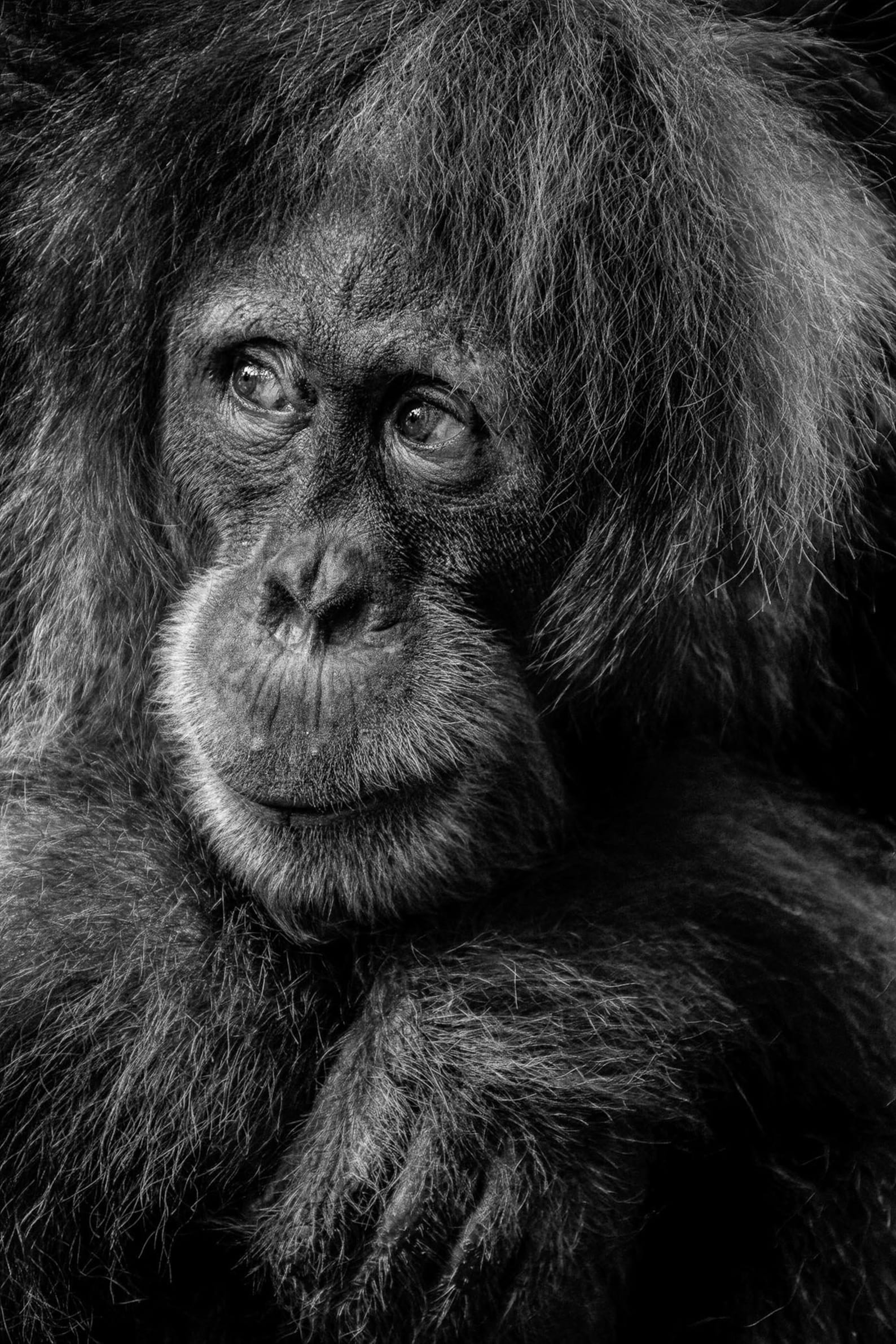 Pensive Ape. Orangutan Portrait, Borneo. Black and White Wildlife ...