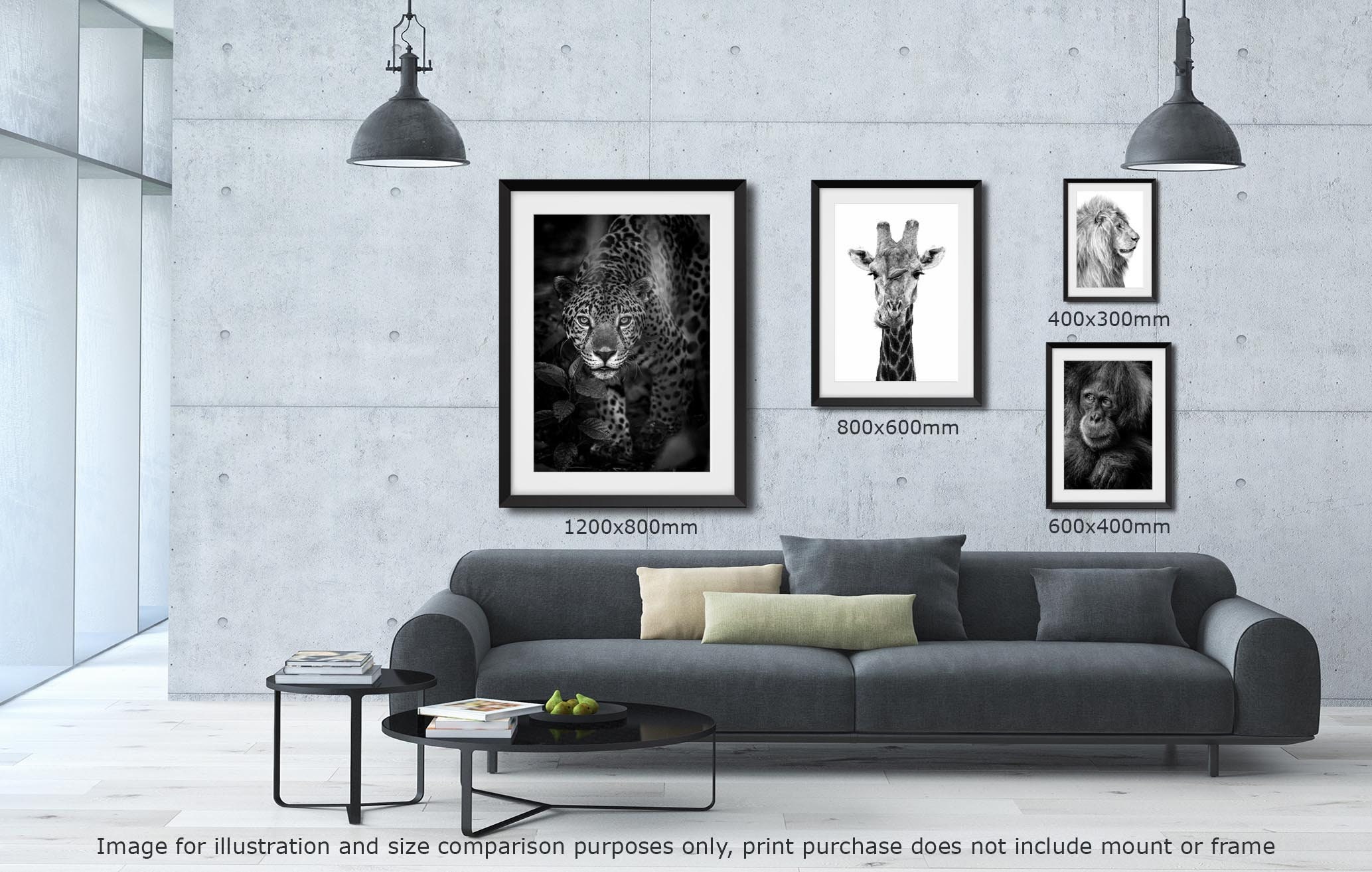 Pensive Ape. Orangutan Portrait, Borneo. Black and White Wildlife ...