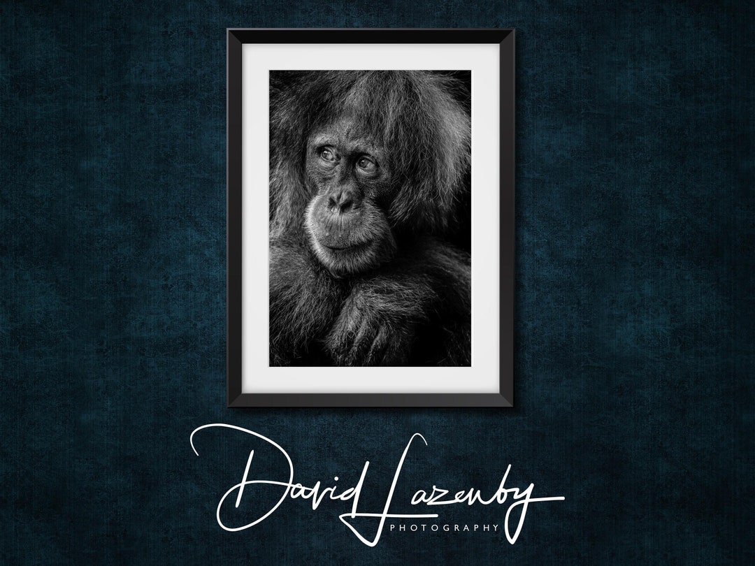 Pensive Ape. Orangutan Portrait, Borneo. Black and White Wildlife ...