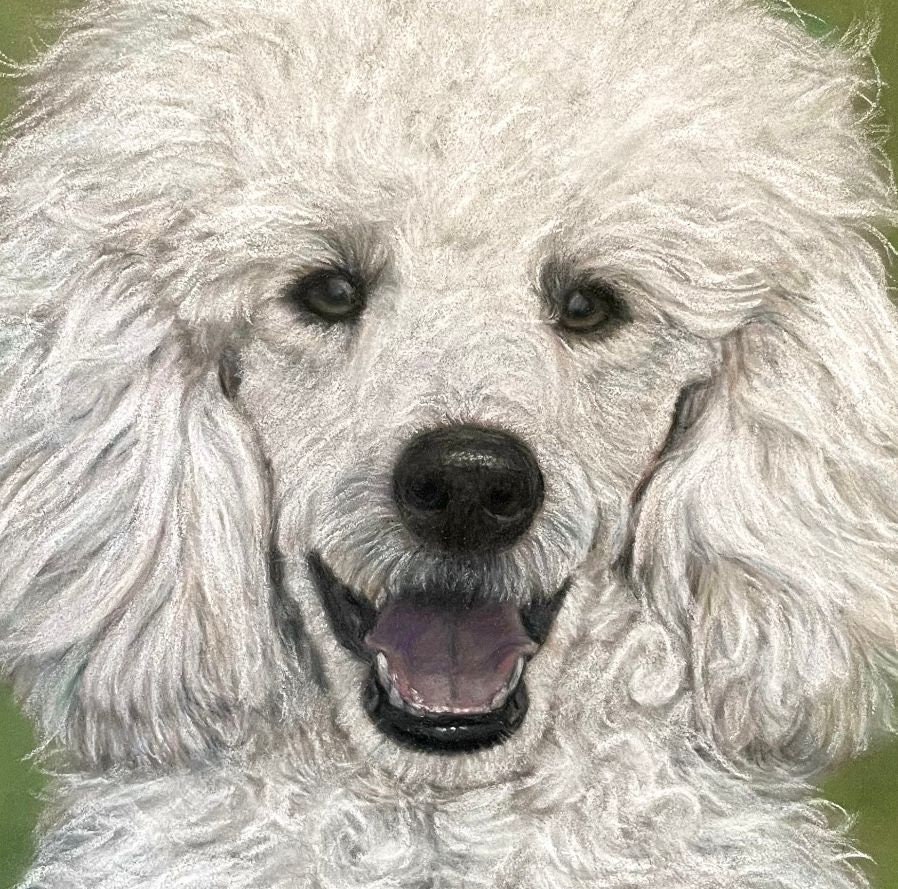 Poodle Print White Poodle Poodle Art Print Poodle Gifts Poodle Art ...