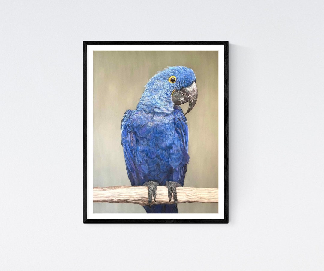 Macaw Art - Macaw Print - Blue Macaw Art - Macaw Wall Decor - Macaw ...