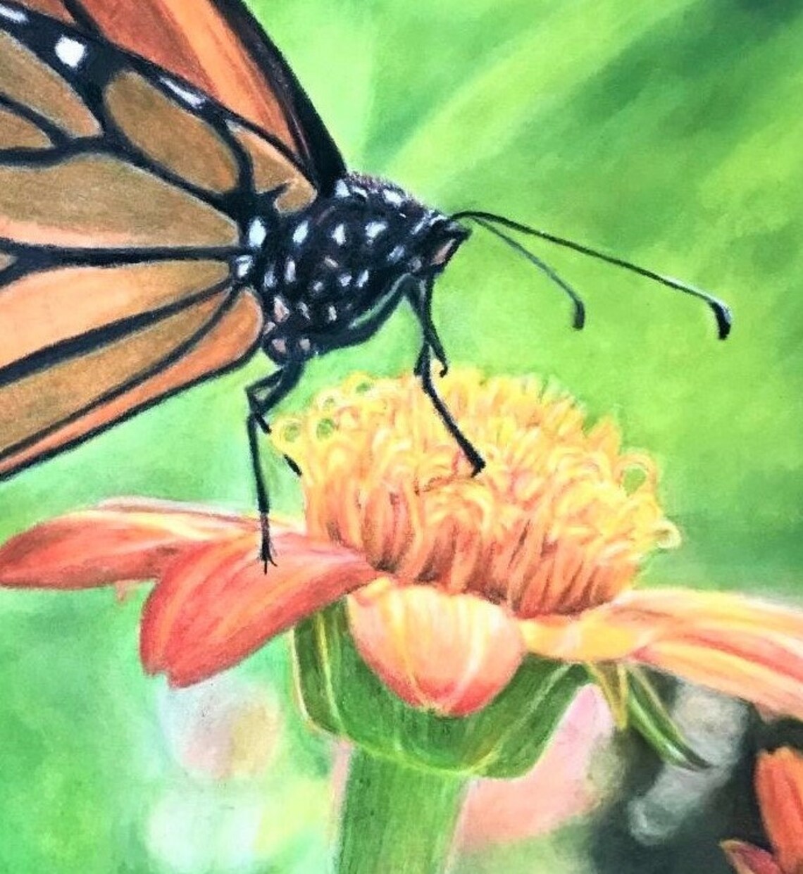 Monarch Butterfly Print - Butterfly Artwork - Butterfly Print ...