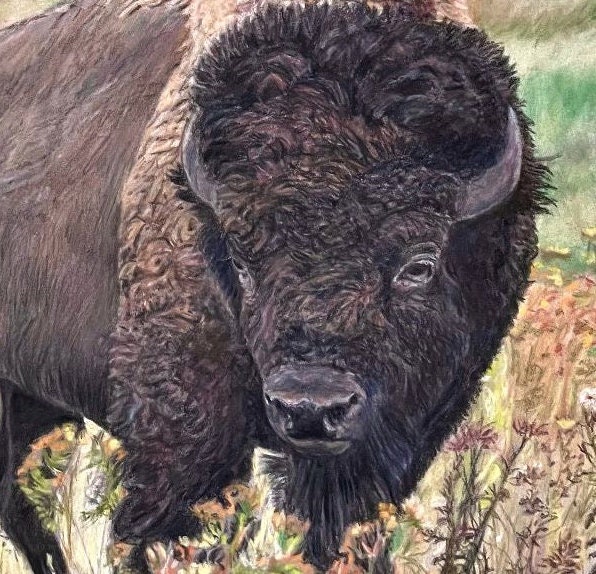 Bison Print Bison Art Print bison Art Bison Wall Art Bison Drawing ...