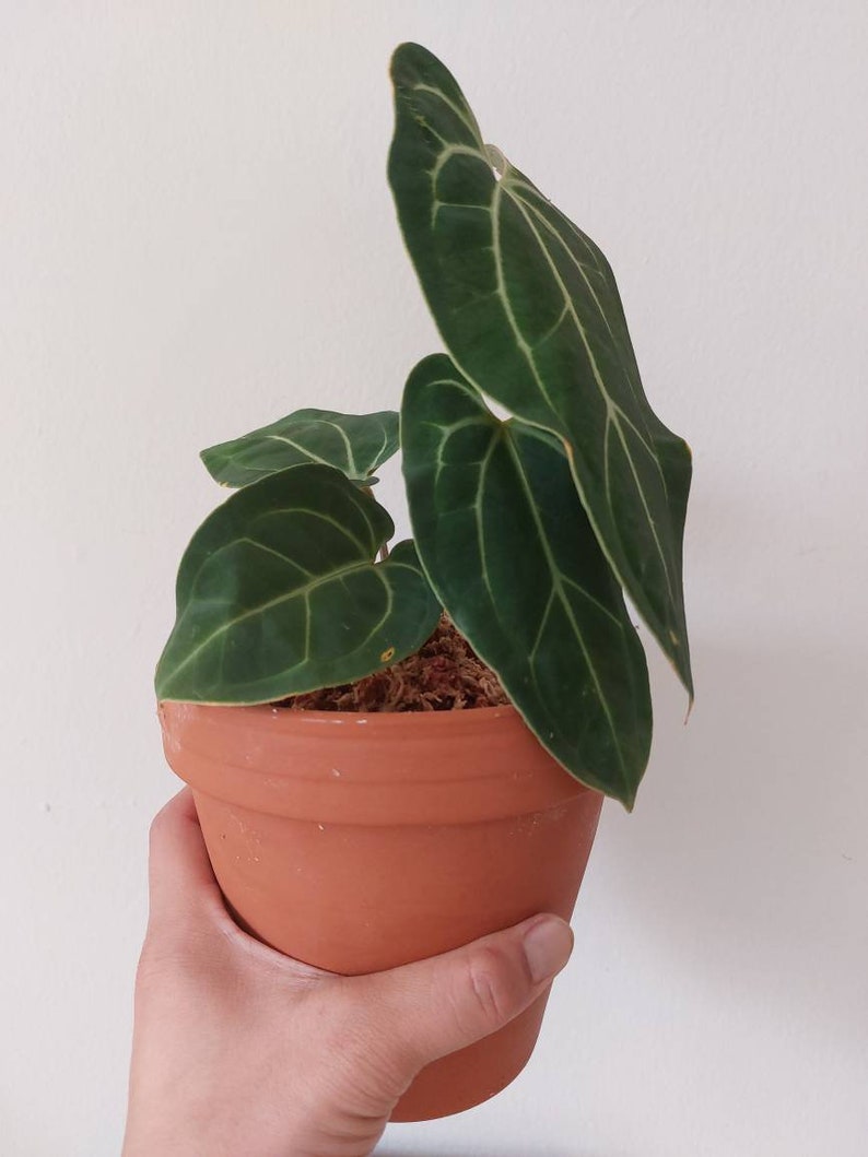 Anthurium Besseae Aff - Etsy
