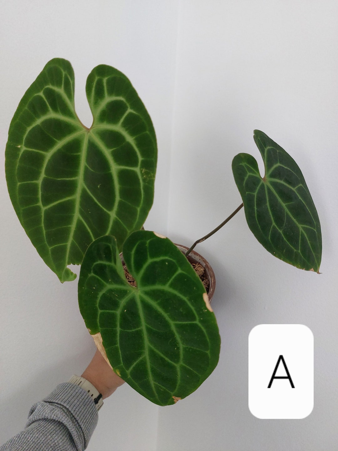 Anthurium Besseae Aff - Etsy