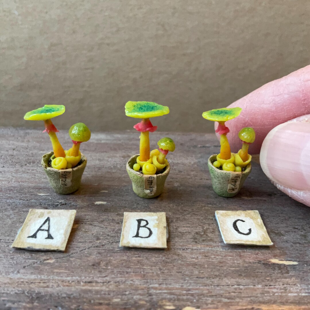 1:12 Scale Mushroom Collectors Fungi Pot Eggy Species Toadstools - Etsy