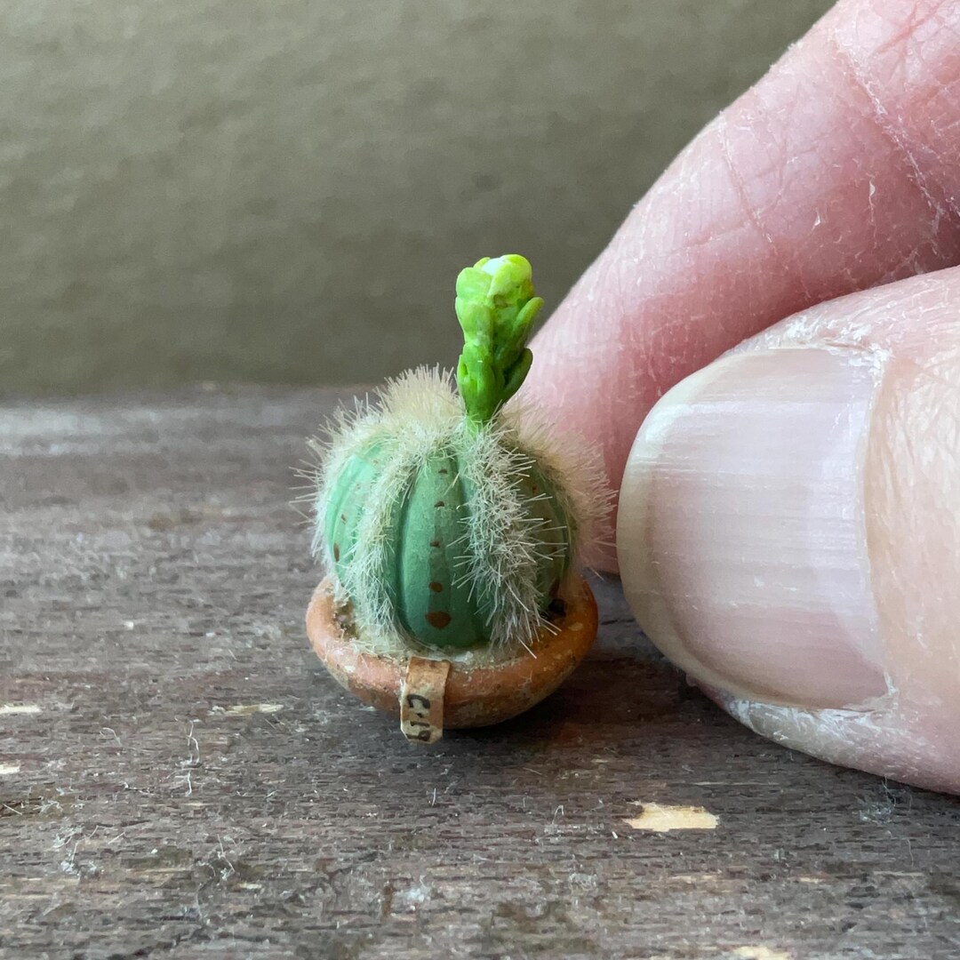 1:12 Scale Abandoned Greenhouse Cacti- C.19 Rounded Bud, Spoked With ...