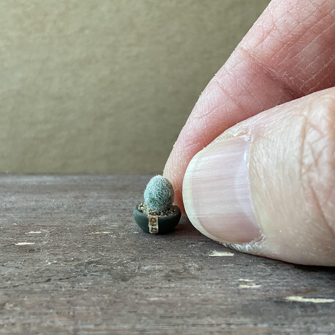 1:12 Scale Abandoned Greenhouse Cacti- C.121 Tiny Oval - Etsy