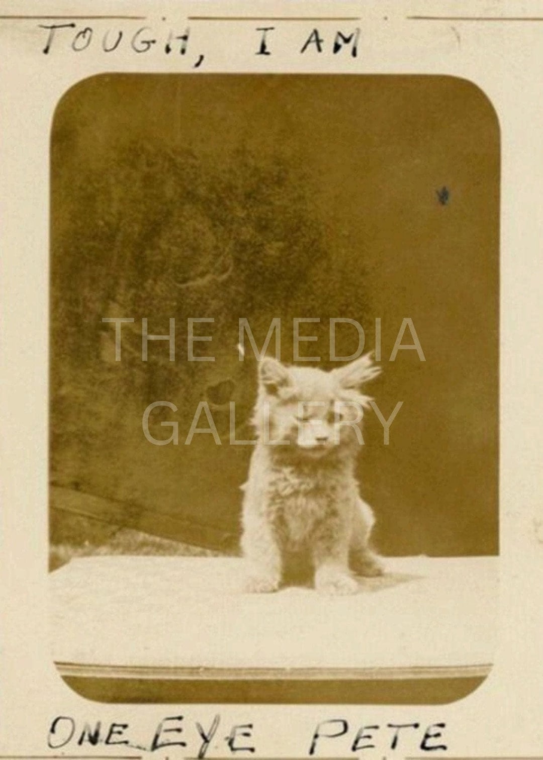 One Eye Pete, Cute Kitten, 1890 Photo Print Wall Art - Antique Photo ...