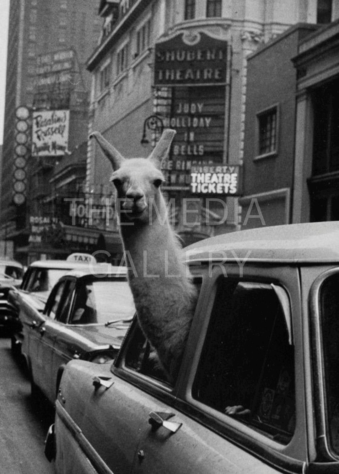 Alpaca Riding in Car Photo Print - Cute Animal Photo Art Picture ...