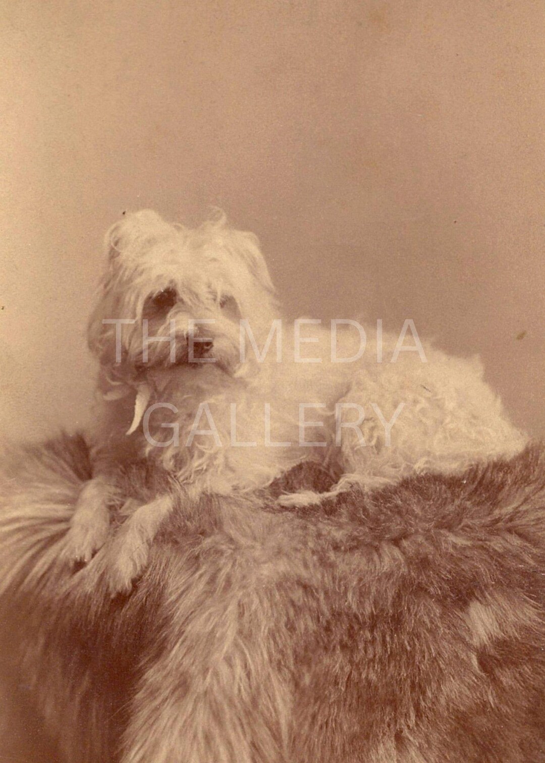 Cute White Dog, 1890 Photo Print - Vintage Dog Photo - Dog Lover Gift ...