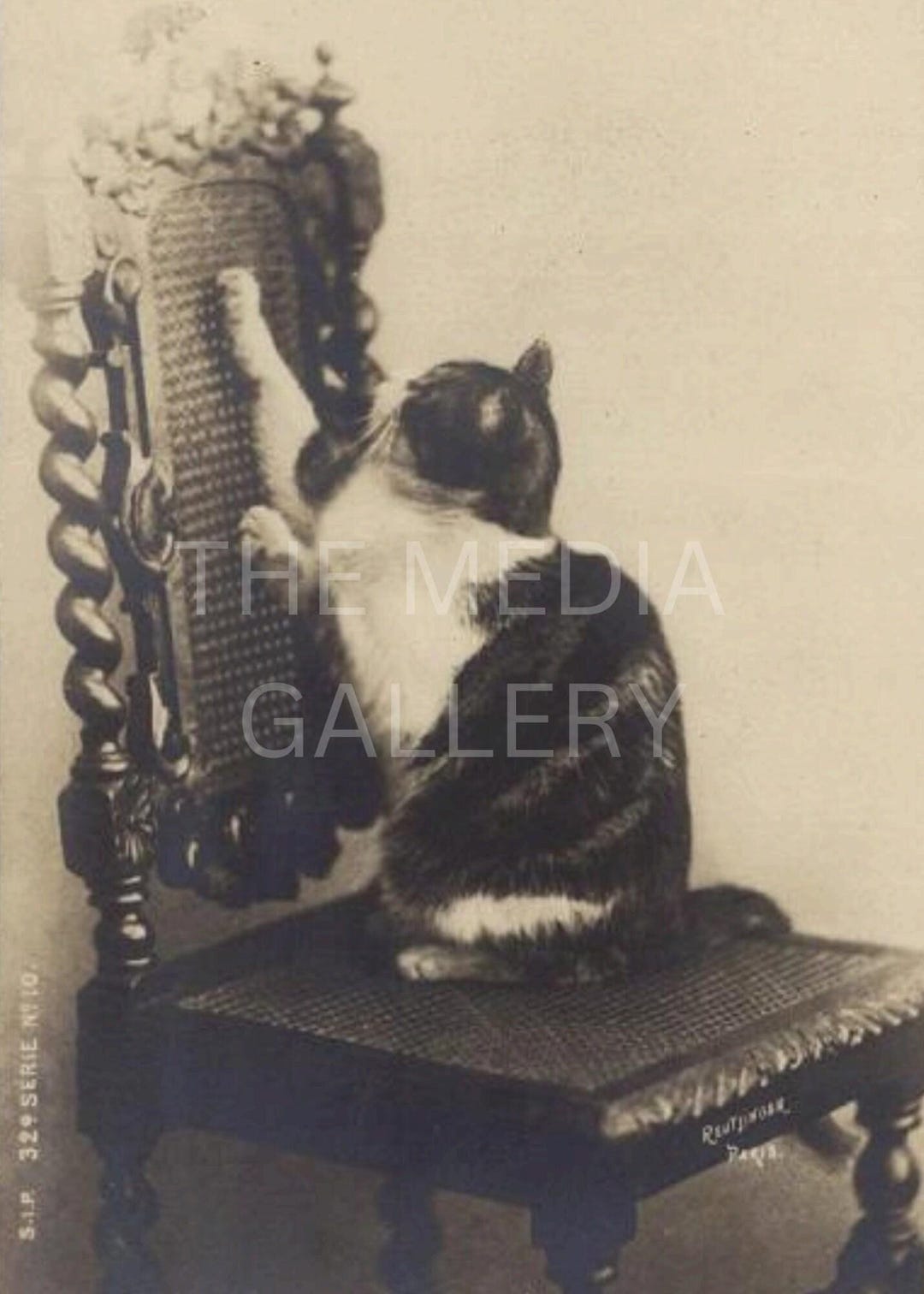 Cat Scratching Chair Photo Print - Cat Art Print - Vintage Cat Photo ...