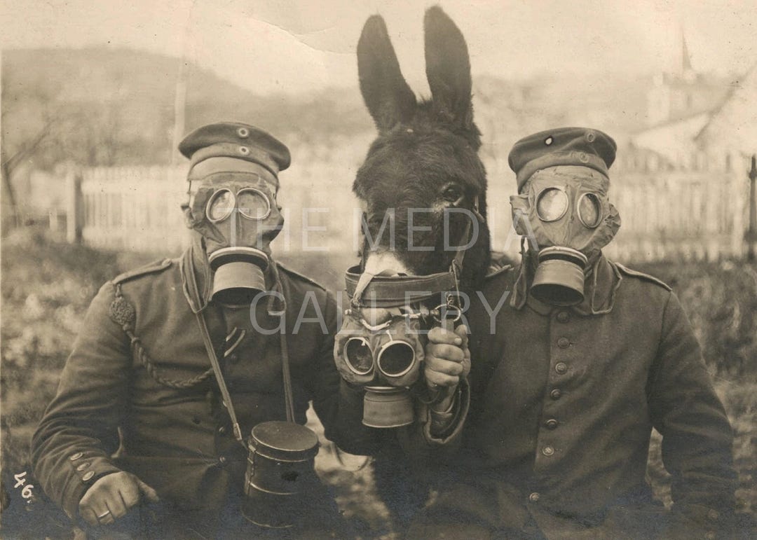 WW1 German Gas Mask Soldiers & Mule Photo Print - World War 1 - Animal ...