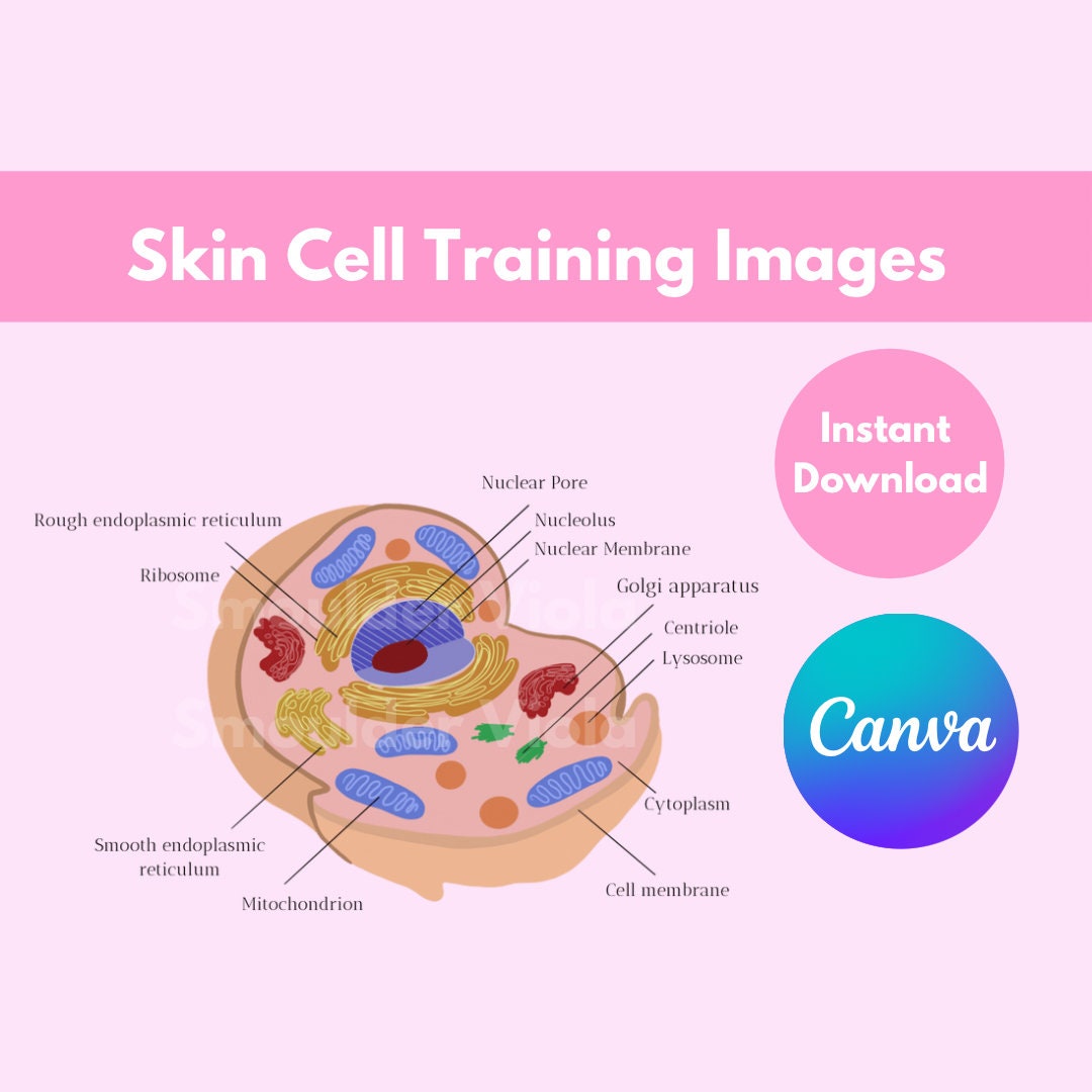 Skin Cell Clip Art, Illustration Image, Training Academy Image - Etsy