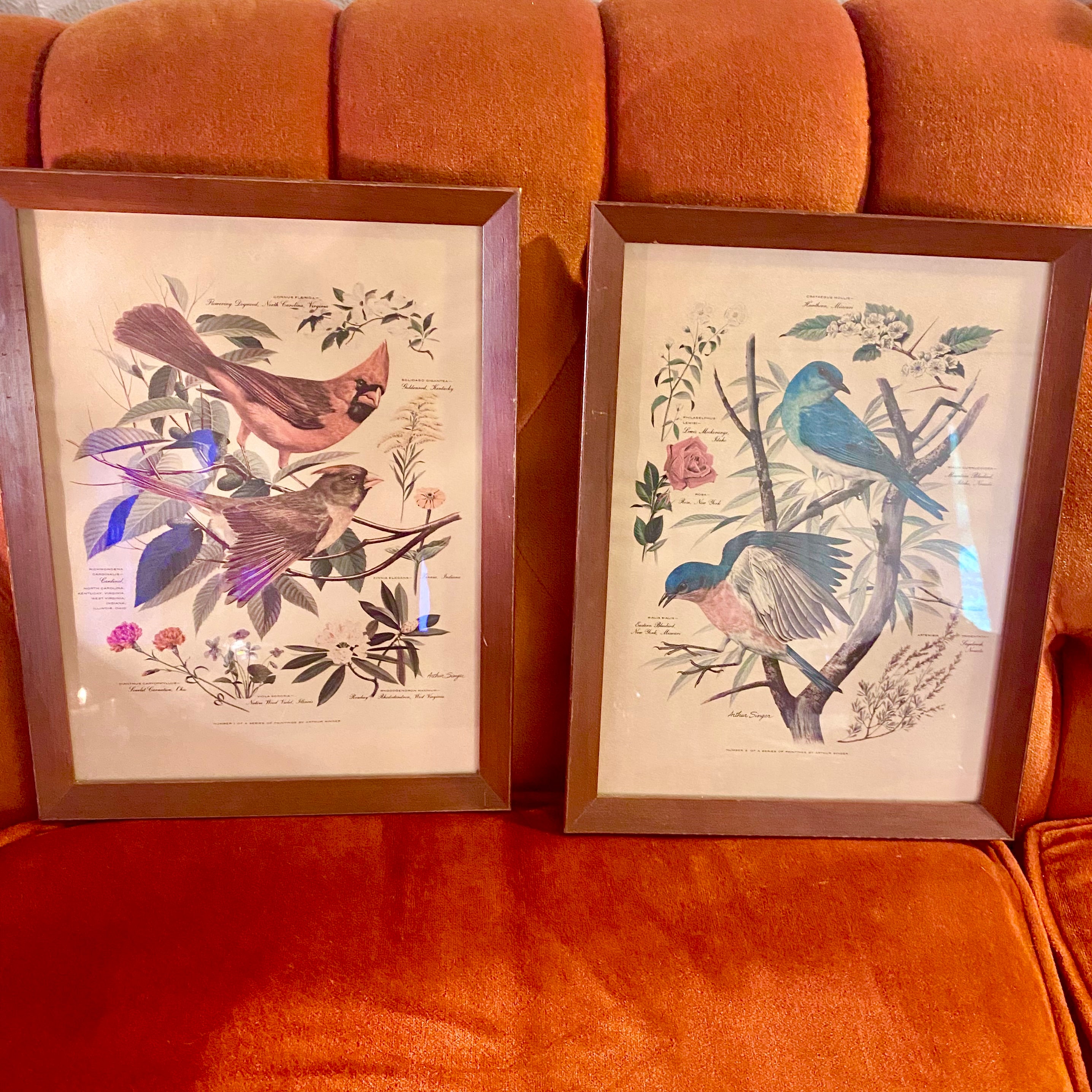 Set of Two Arthur Singer 1958 Bird Prints Bluebird, Cardinal ...