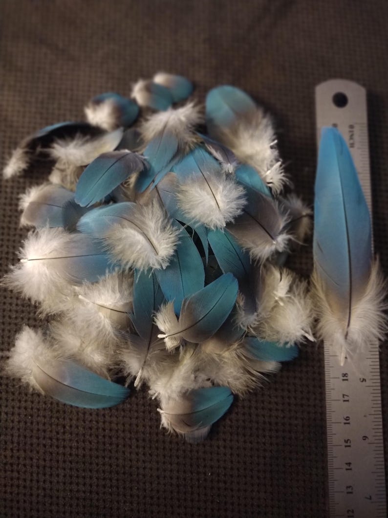 Beautiful Blue and Gold Macaw Blue Body Feathers 2" and Under Great for ...