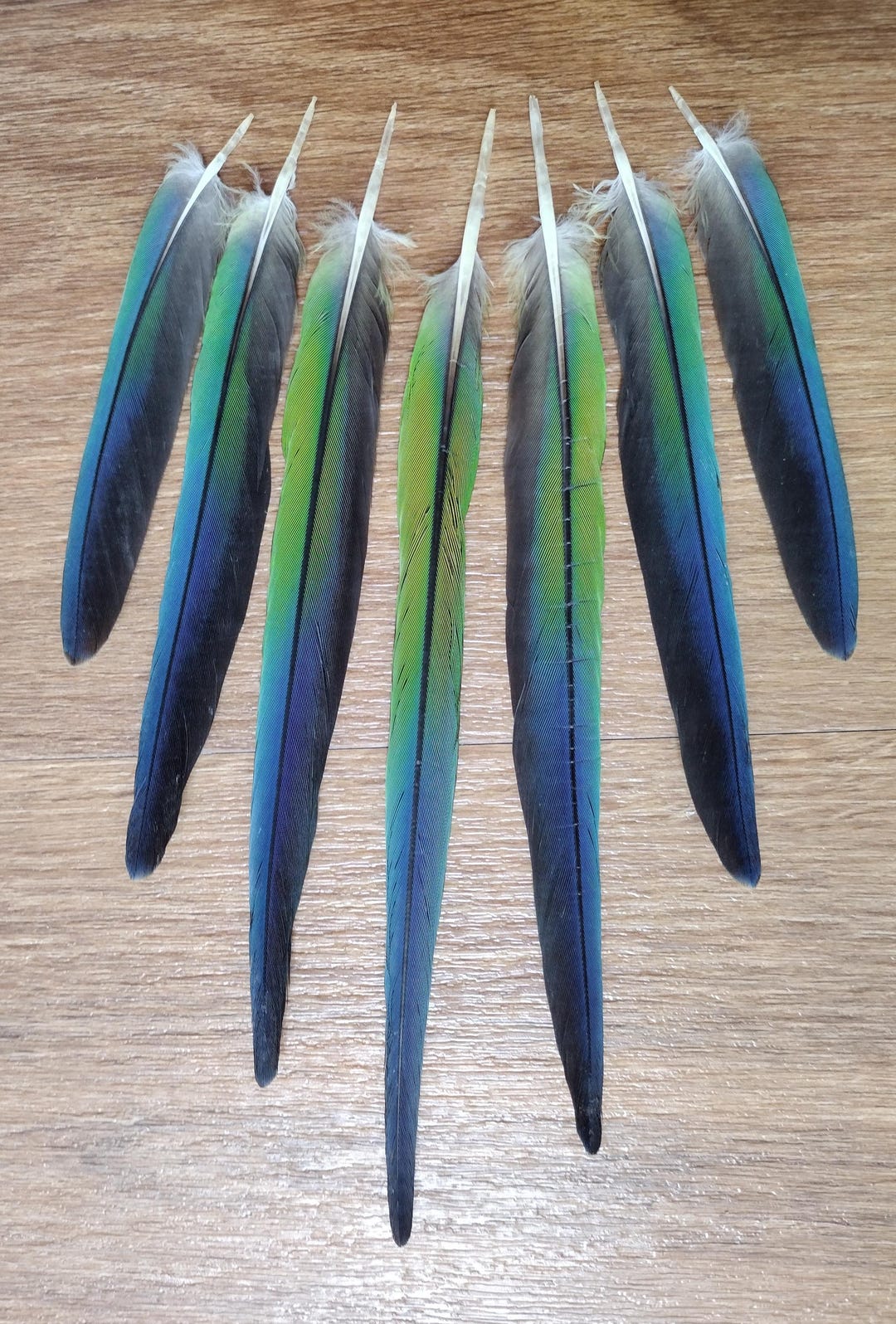 Gorgeous Nanday Conure Tail Feathers Amazing Ombre Colors, Rare Set of ...