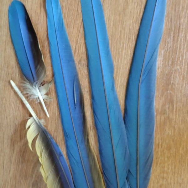 Blue Jay Feathers - Etsy