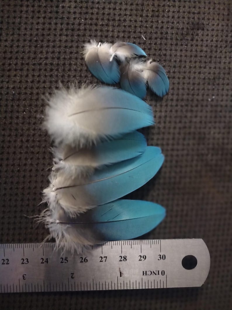 Beautiful Blue and Gold Macaw Blue Body Feathers 2" and Under Great for ...