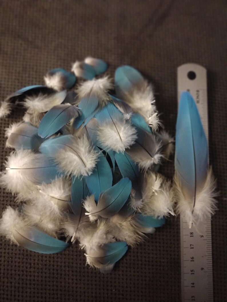 Beautiful Blue and Gold Macaw Blue Body Feathers 2" and Under Great for ...