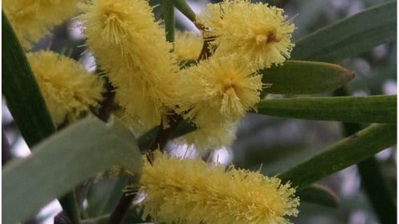 Acacia Acuminata Flower Essence || Raspberry Jam Wattle - Etsy