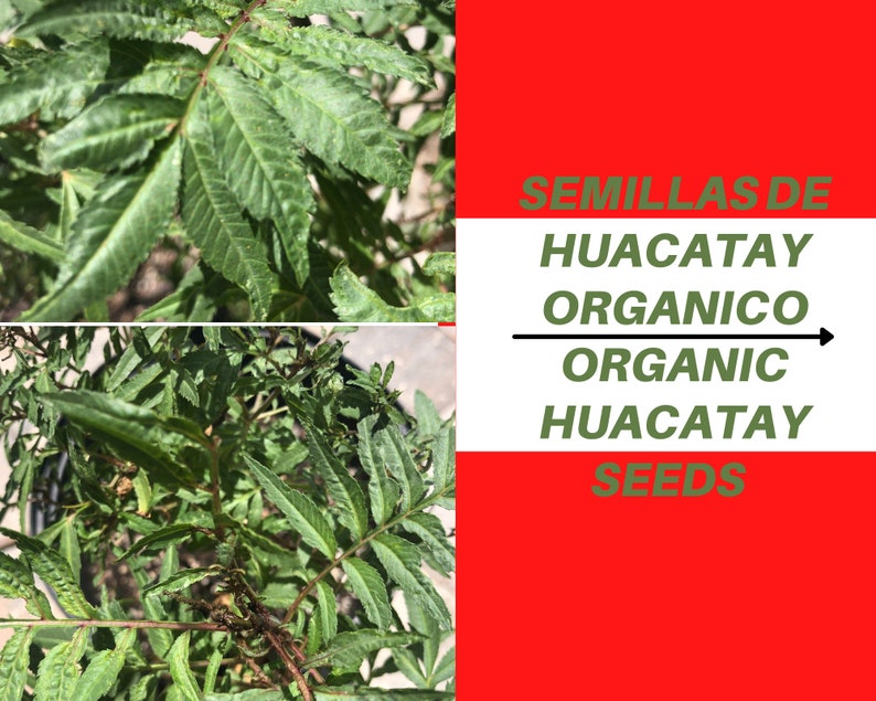 Huacatay Seeds Semillas de Huacatay | Etsy