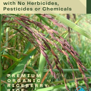 Organic Riceberry Rice Thai Black Jasmine Whole Grain Healthy - Etsy